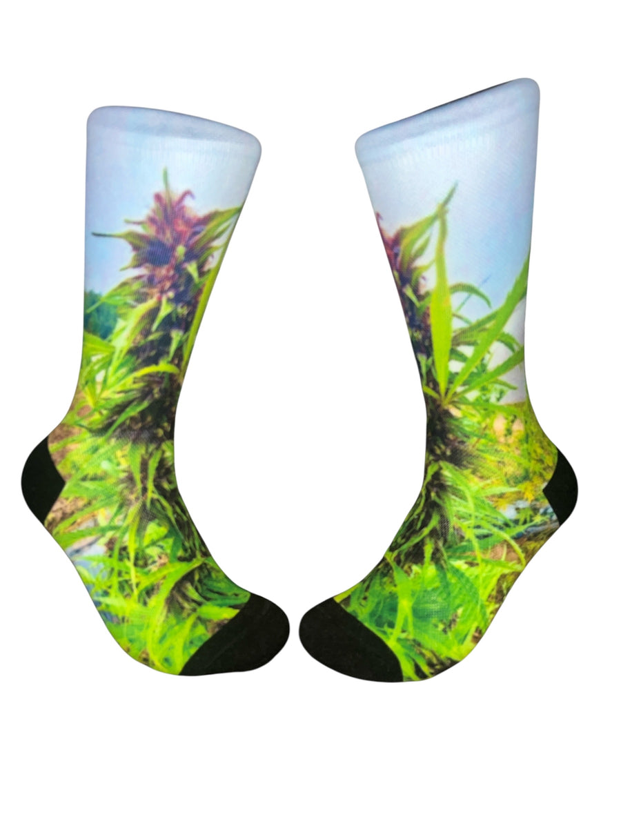 NYC Grow – Sock Strains